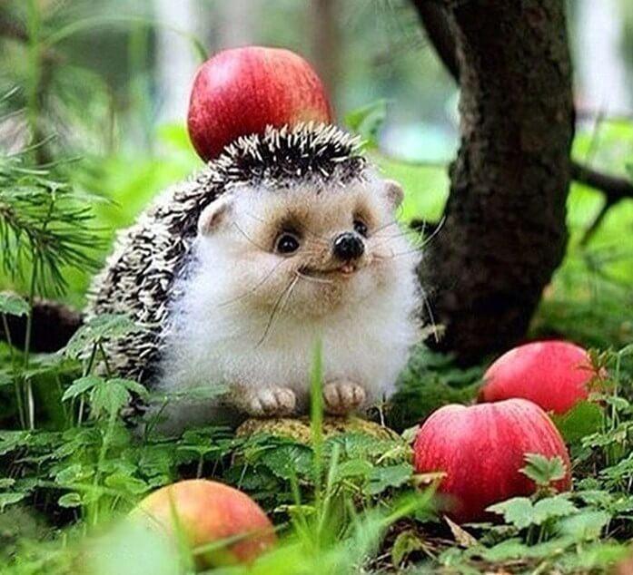 Glückliches Igel-Mal-Kit – All Diamond Painting